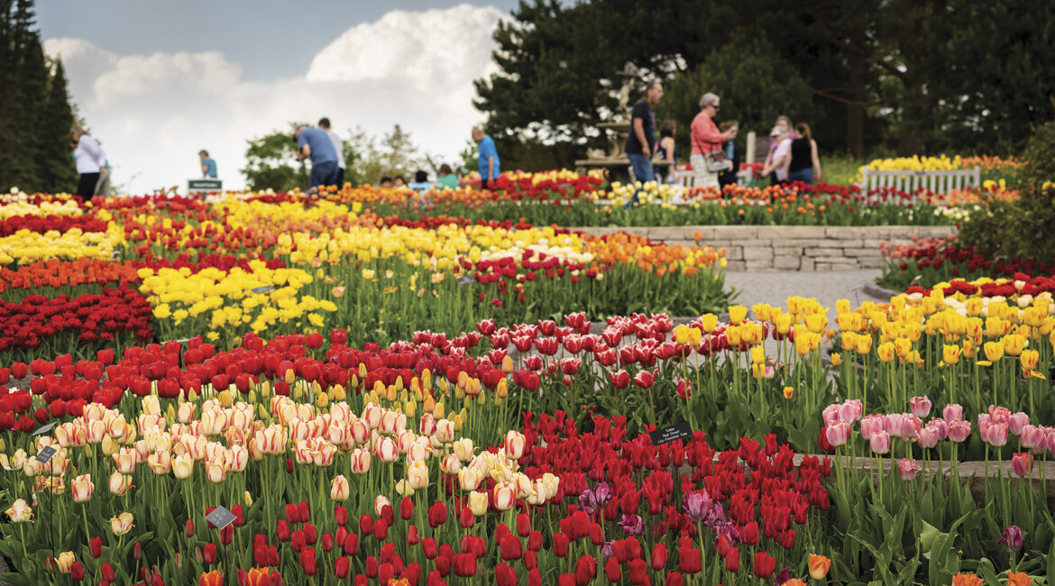 The Best Places to See Tulips in Minneapolis - Window Seats Only